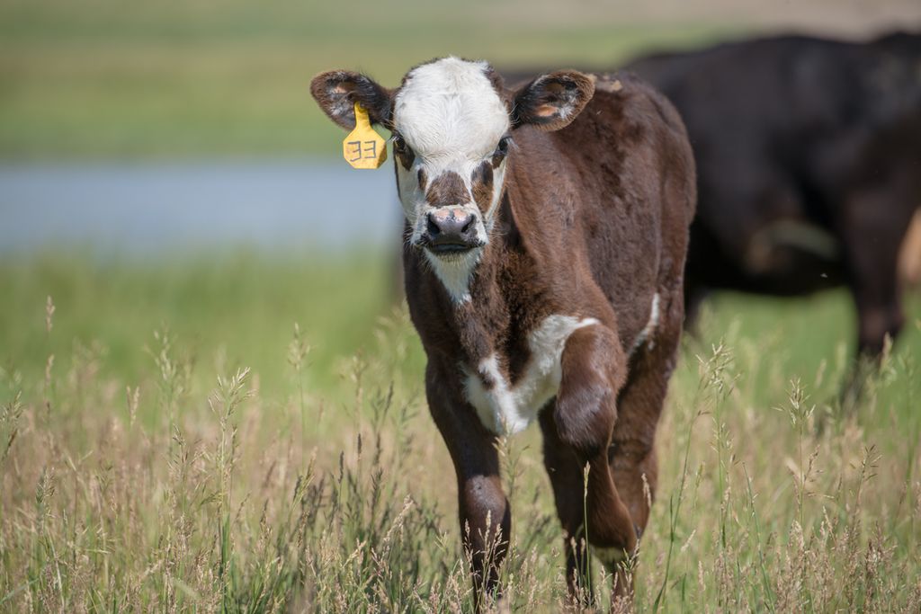 What does summer pneumonia look like in calves, and what to do about it ...