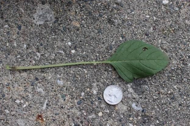A new Palmer amaranth find underscores importance of scouting - AgriAmerica
