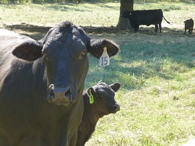 USDA's insurance option offers first of its kind risk management tool ...