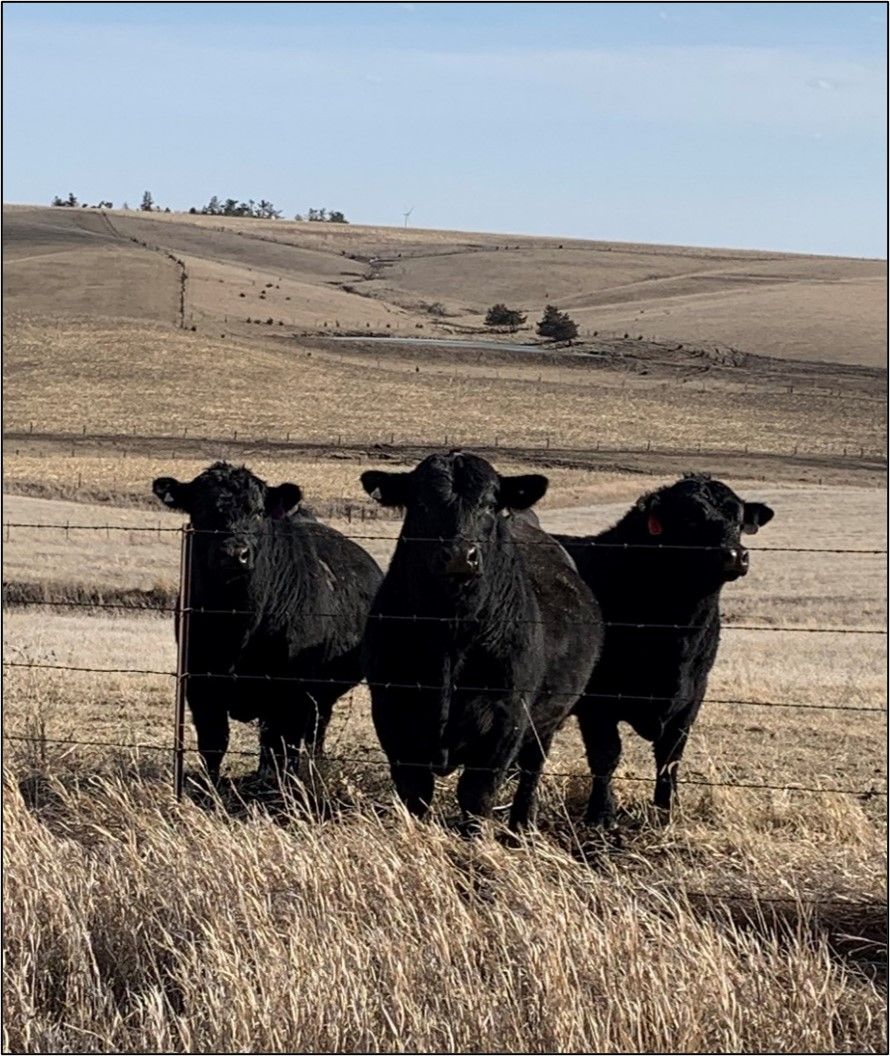 Focus on bull recovery after breeding season - AgriAmerica