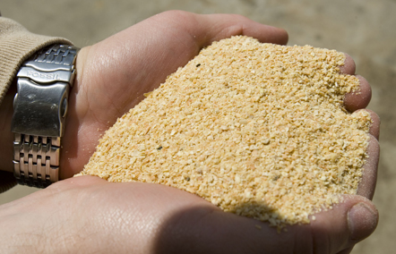 Soybean meal prices show their strength - AgriAmerica