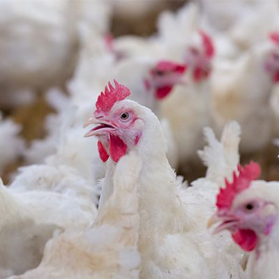 Poultry rule requires integrators to share more info with growers ...