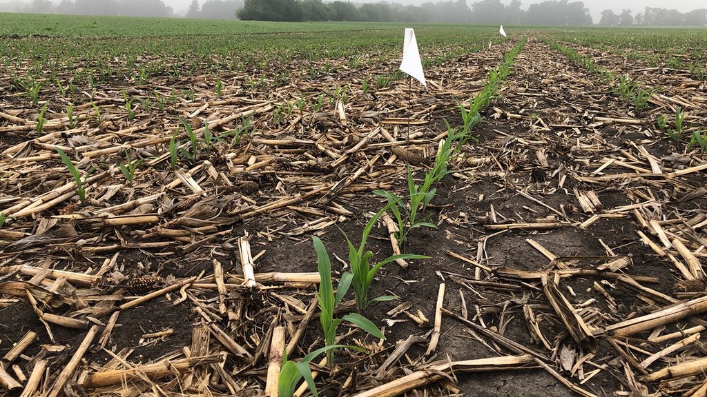 Fighting tar spot, a new foe for farmers - AgriAmerica