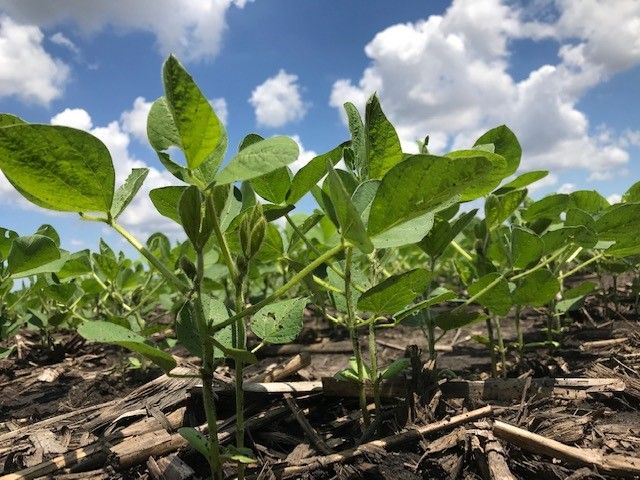 EPA issues existing stocks order for dicamba - AgriAmerica EPA issues existing stocks order for dicamba - AgriAmerica