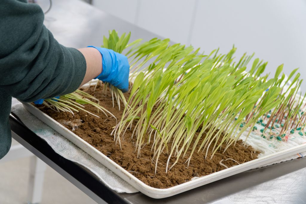 Wyffels Hybrids levels up on quality assurance - AgriAmerica