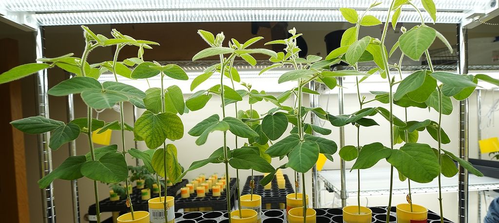 Researcher Uses Automated Imaging Technology For Fast Detection Of Destructive Soybean Pest