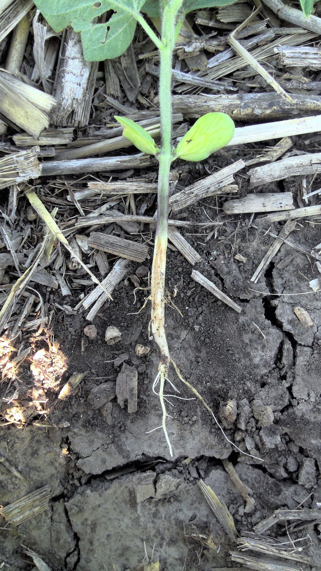 Soybean Gall Midge Adult Activity Detected In Nebraska Agriamerica