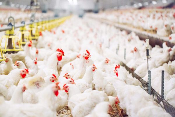 Zoetis receives conditional license from USDA for avian influenza ...