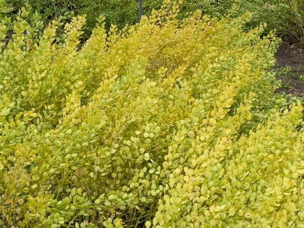 CoverCress progressing on multiple fronts - AgriAmerica