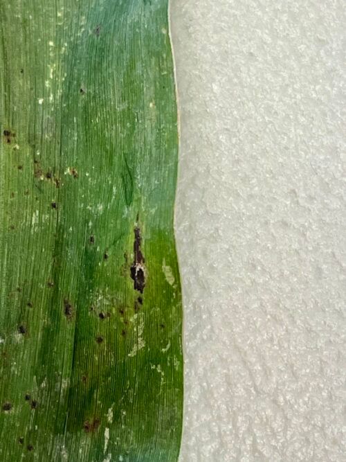 Weather conditions perfect mix for early tar spot in Kansas - AgriAmerica