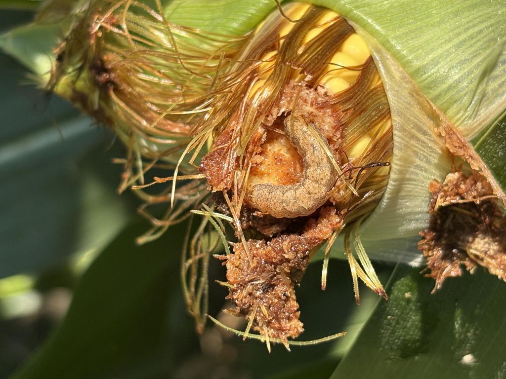Corn earworm or a different corn ear worm? - AgriAmerica
