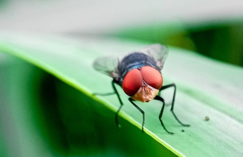 HHS allows FDA emergency use of animal drugs to combat New World ...