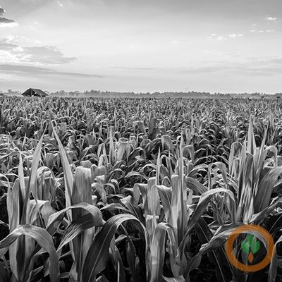 71% of U.S. corn, 69% of soybeans good to excellent - AgriAmerica